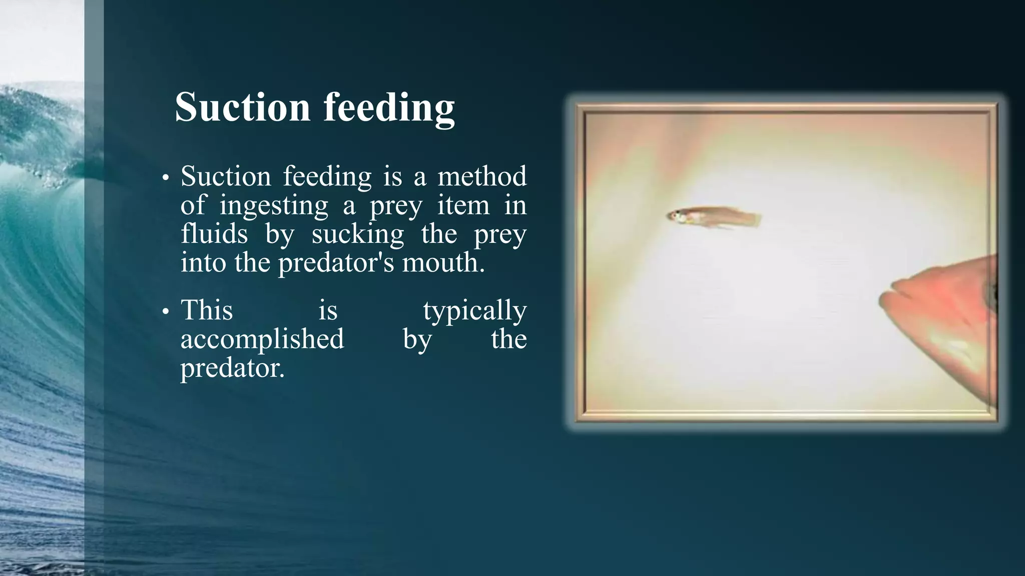 Digestive system of fish | PPTX