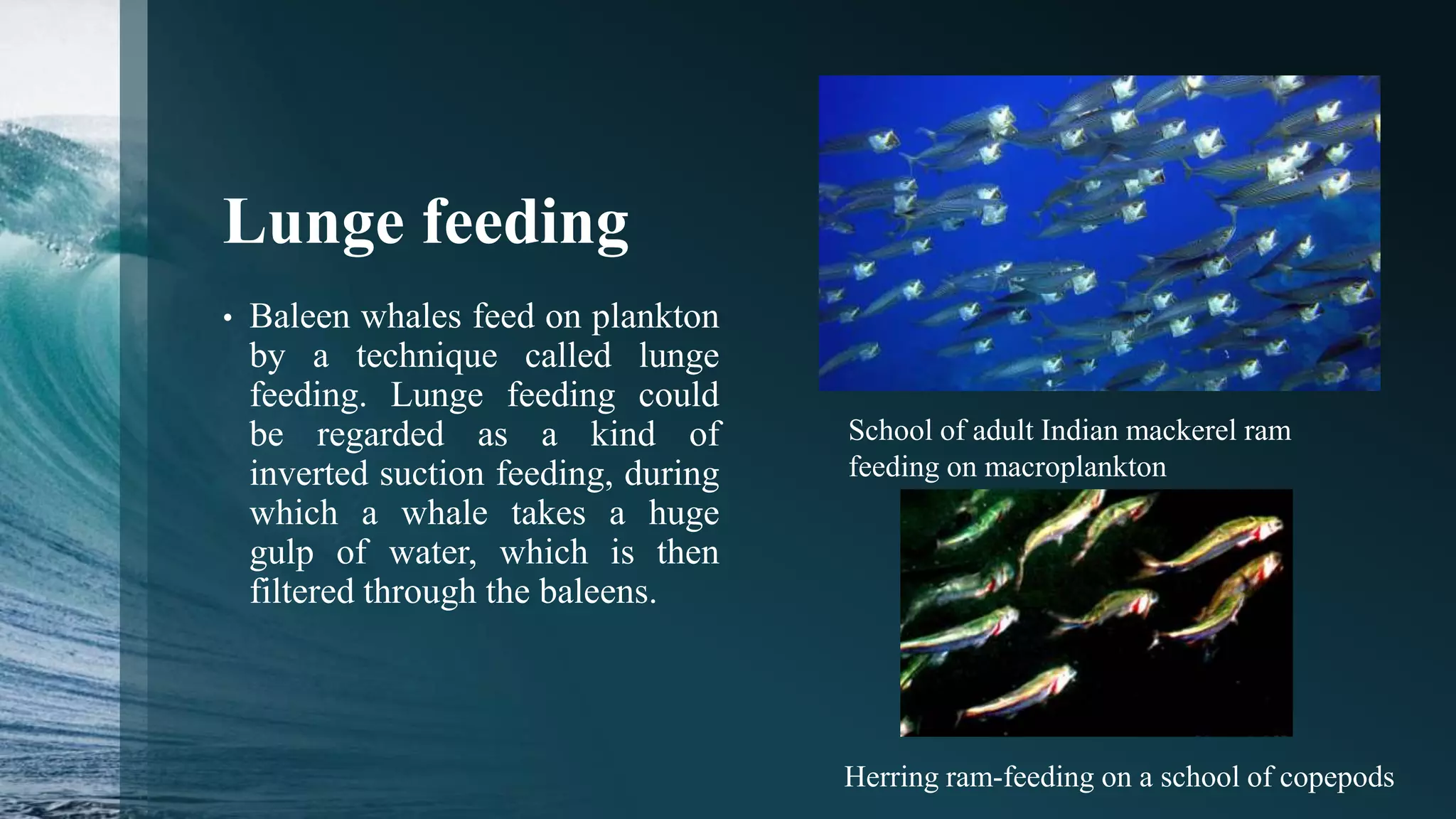 Digestive system of fish | PPTX