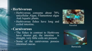 Digestive system of fish | PPTX