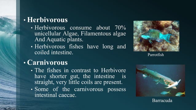 Digestive system of fish | PPTX | Digestive Disorders | Diseases and ...