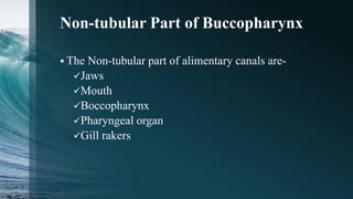 Digestive system of fish | PPTX