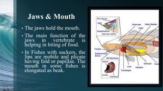 Digestive system of fish | PPTX