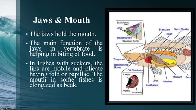 Digestive system of fish | PPTX | Digestive Disorders | Diseases and ...