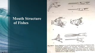 Digestive system of fish | PPTX