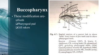 Digestive system of fish | PPTX
