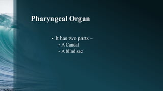 Digestive system of fish | PPTX