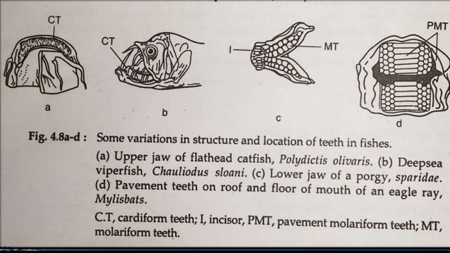 Digestive system of fish | PPTX | Digestive Disorders | Diseases and ...