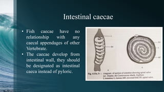 Digestive system of fish | PPTX