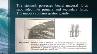 Digestive system of fish | PPTX