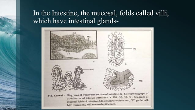 Digestive system of fish | PPTX | Digestive Disorders | Diseases and ...