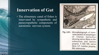 Digestive system of fish | PPTX