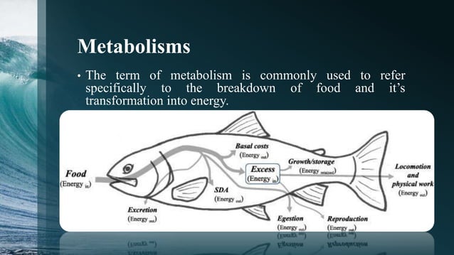 Digestive system of fish | PPTX | Digestive Disorders | Diseases and ...