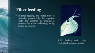 Digestive system of fish | PPTX