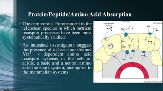 Digestive system of fish | PPTX