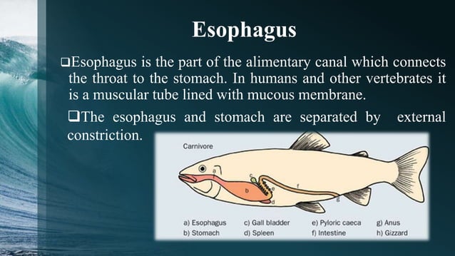 Digestive system of fish