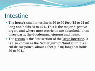 Digestive system of horse veterinary.pptx