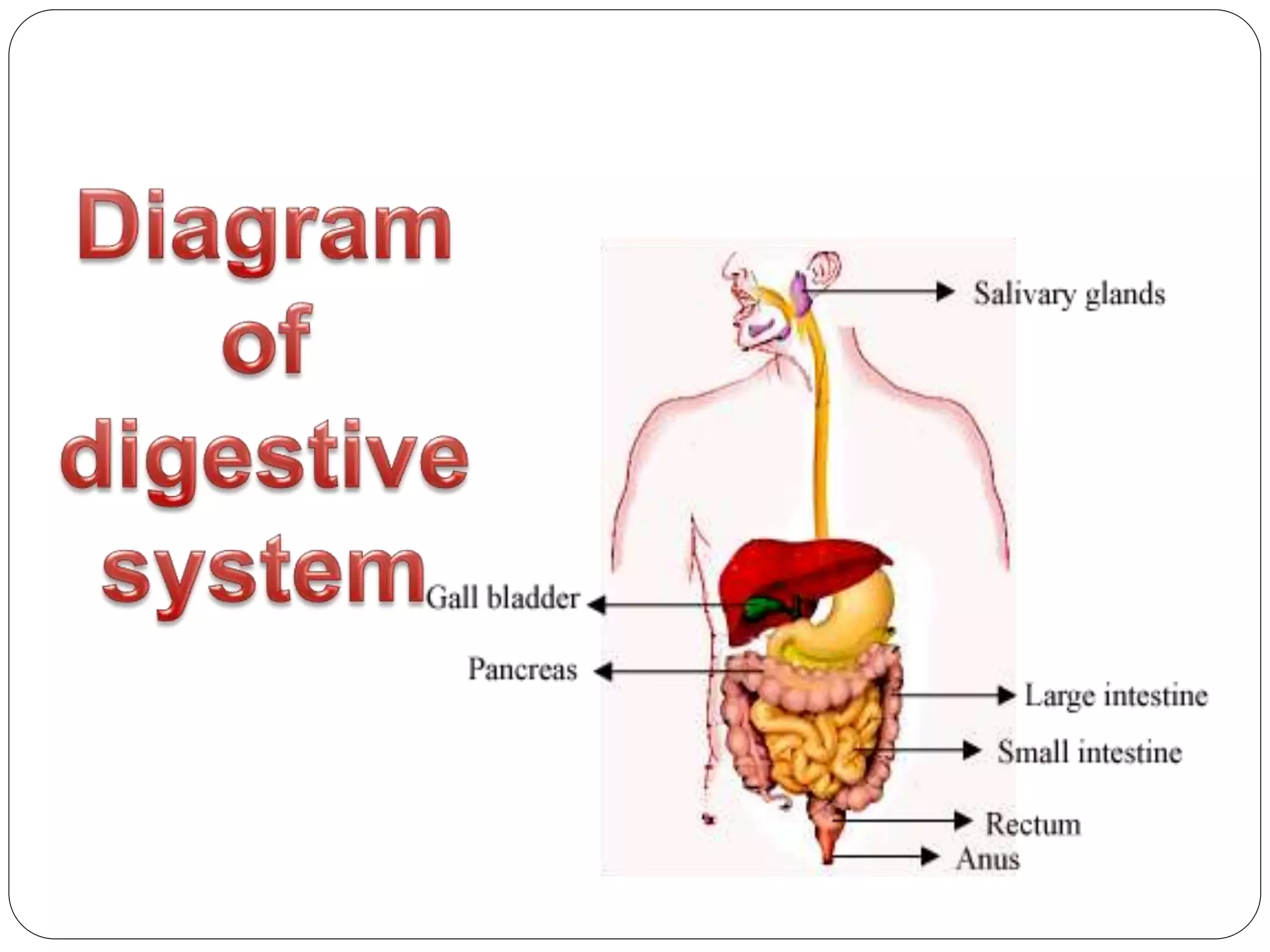 Digestive system of humans | PPTX