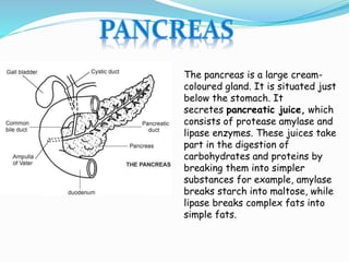 Digestive system of humans | PPTX