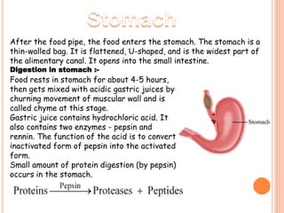 Digestive system of humans | PPTX