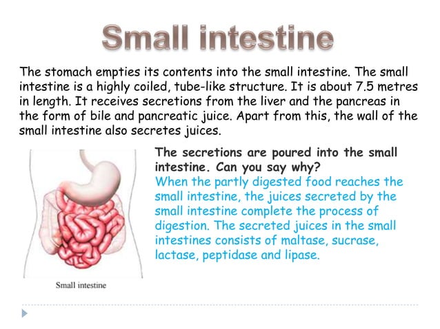 Digestive system of humans | PPTX | Chemistry | Science