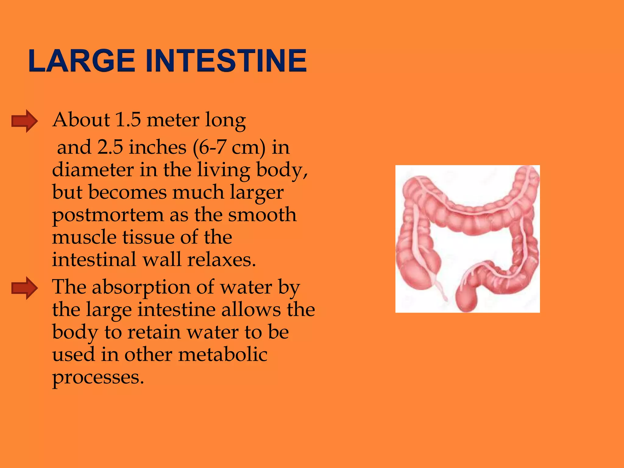 Digestive system of human body | PPTX