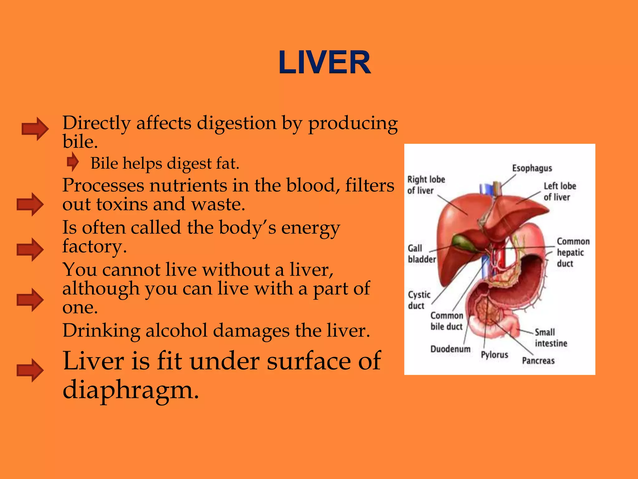 Digestive system of human body | PPTX