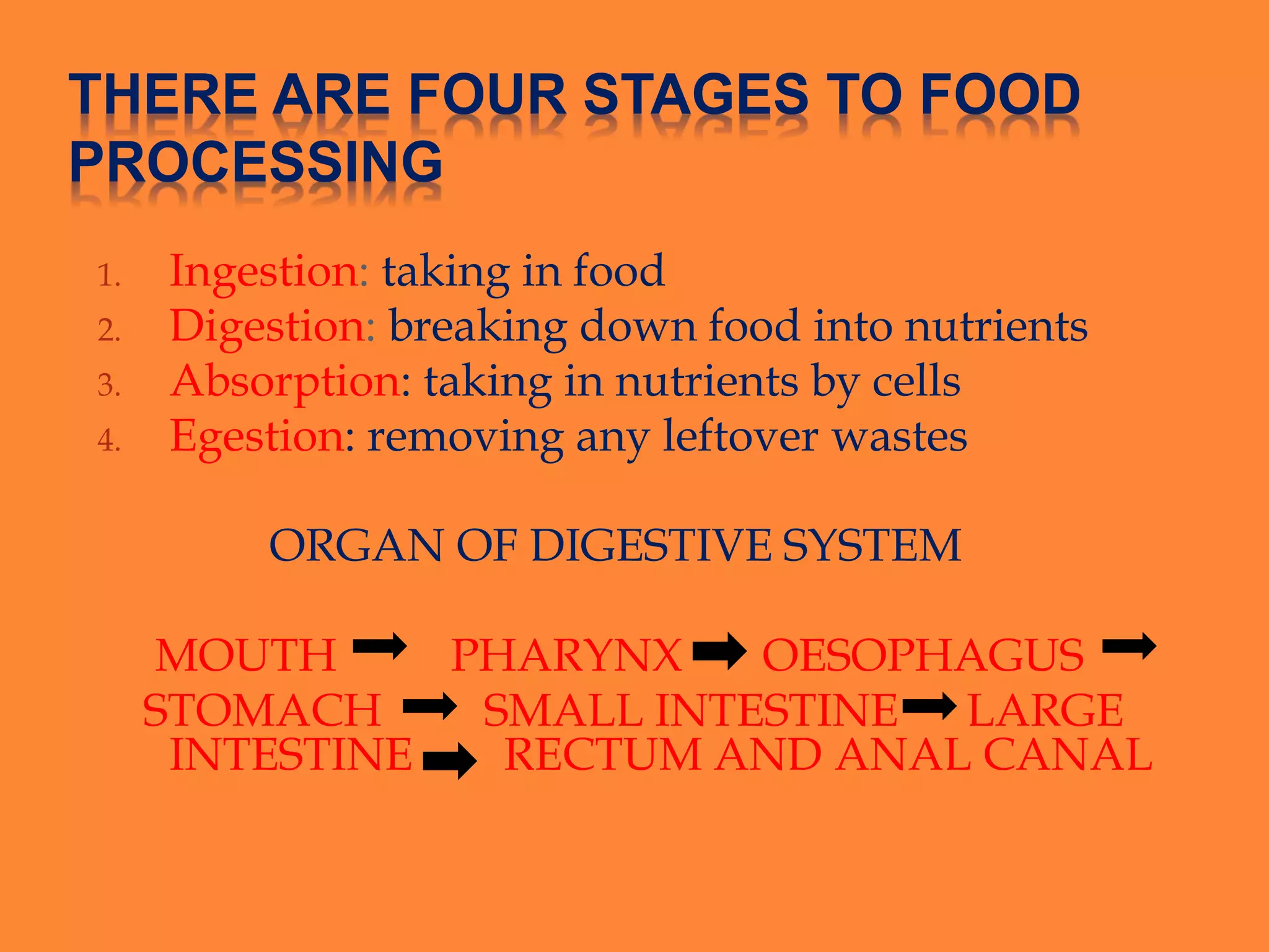 Digestive system of human body | PPTX