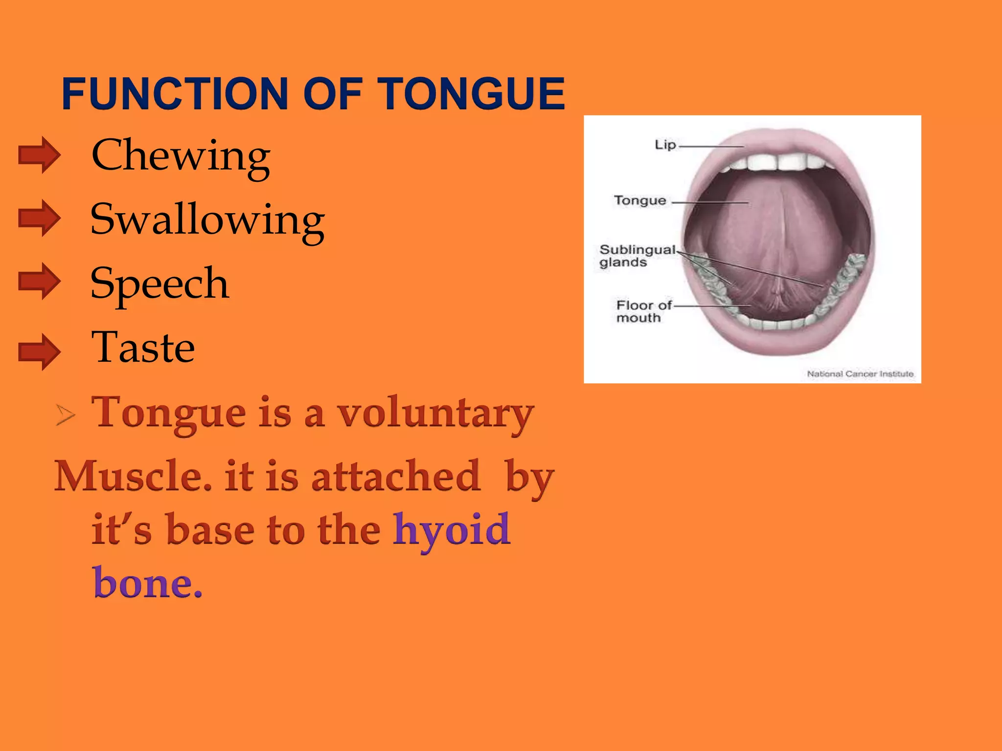 Digestive system of human body | PPTX
