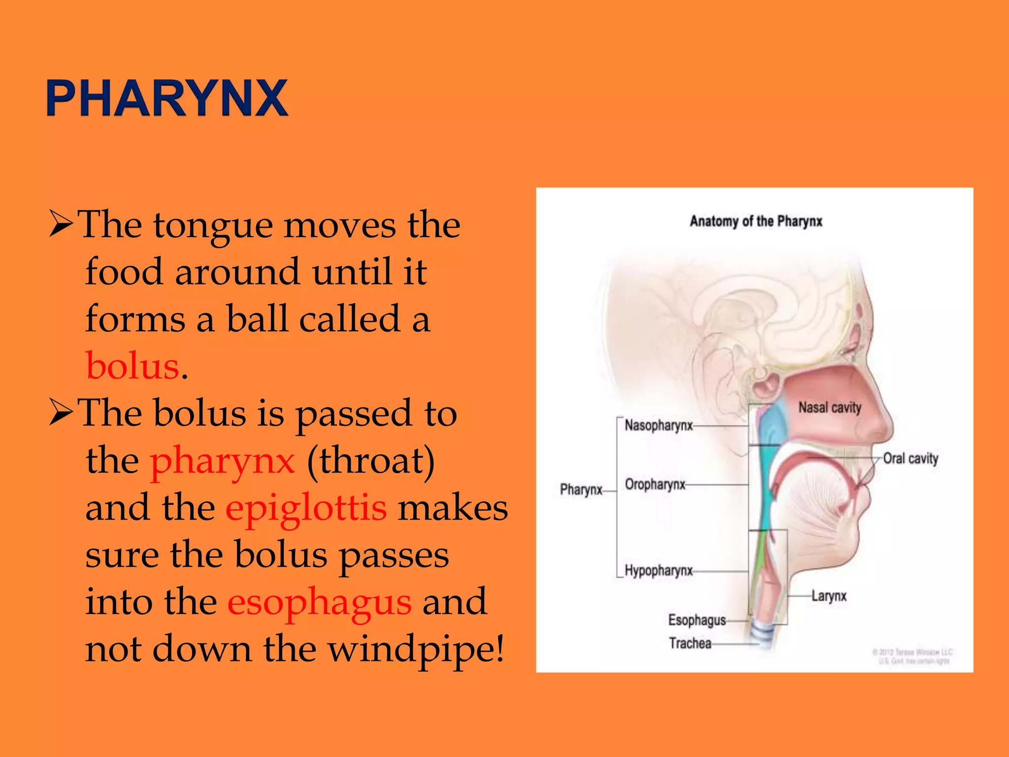 Digestive system of human body | PPTX