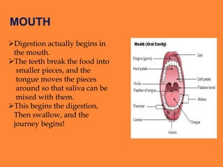 Digestive system of human body | PPTX