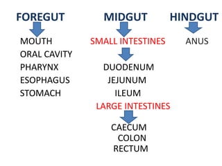Digestive system of humen | PPTX