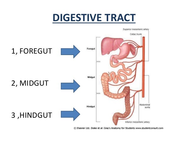 Digestive system of humen
