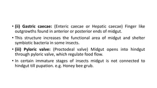 Digestive system of insect | PPTX