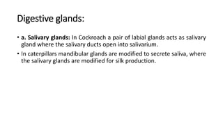 Digestive system of insect | PPTX