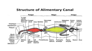 Digestive system of insect | PPTX