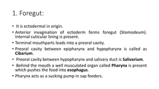 Digestive system of insect | PPTX