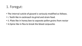 Digestive system of insect | PPTX