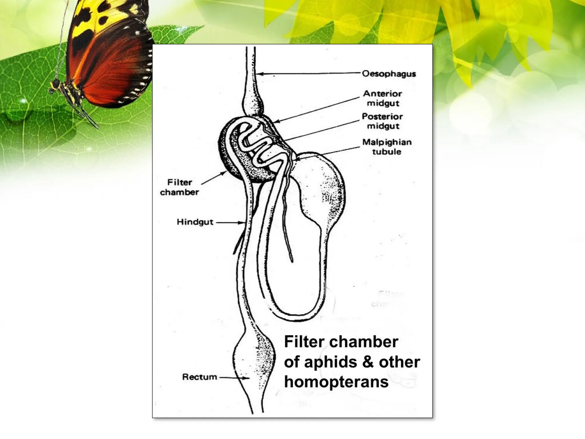 To study Digestive system of insect.pptx