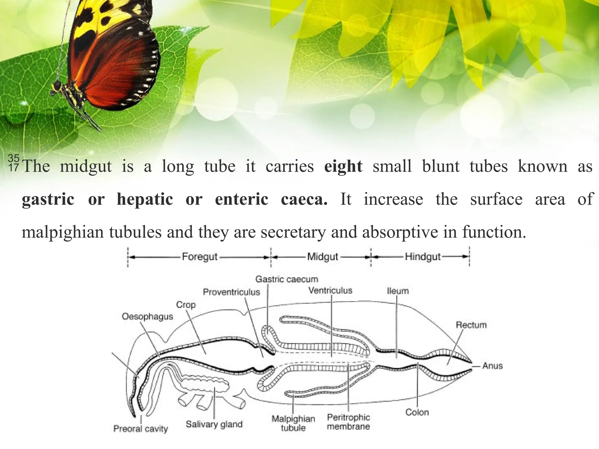 To study Digestive system of insect.pptx