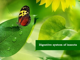 To study Digestive system of insect.pptx