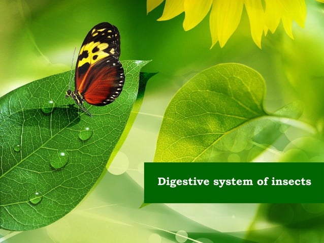 To study Digestive system of insect.pptx