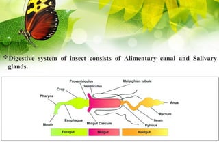To study Digestive system of insect.pptx