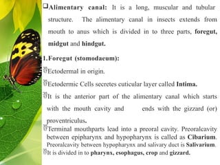 To study Digestive system of insect.pptx