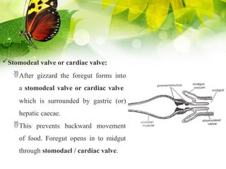 To study Digestive system of insect.pptx