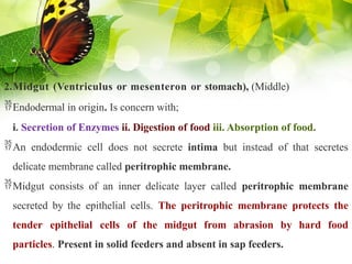 To study Digestive system of insect.pptx