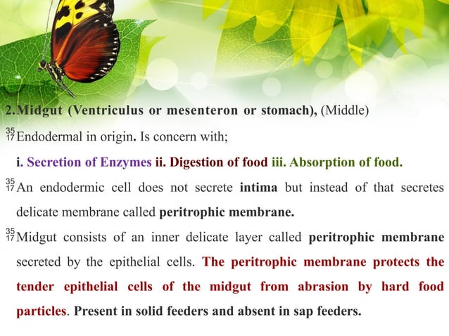 To study Digestive system of insect.pptx
