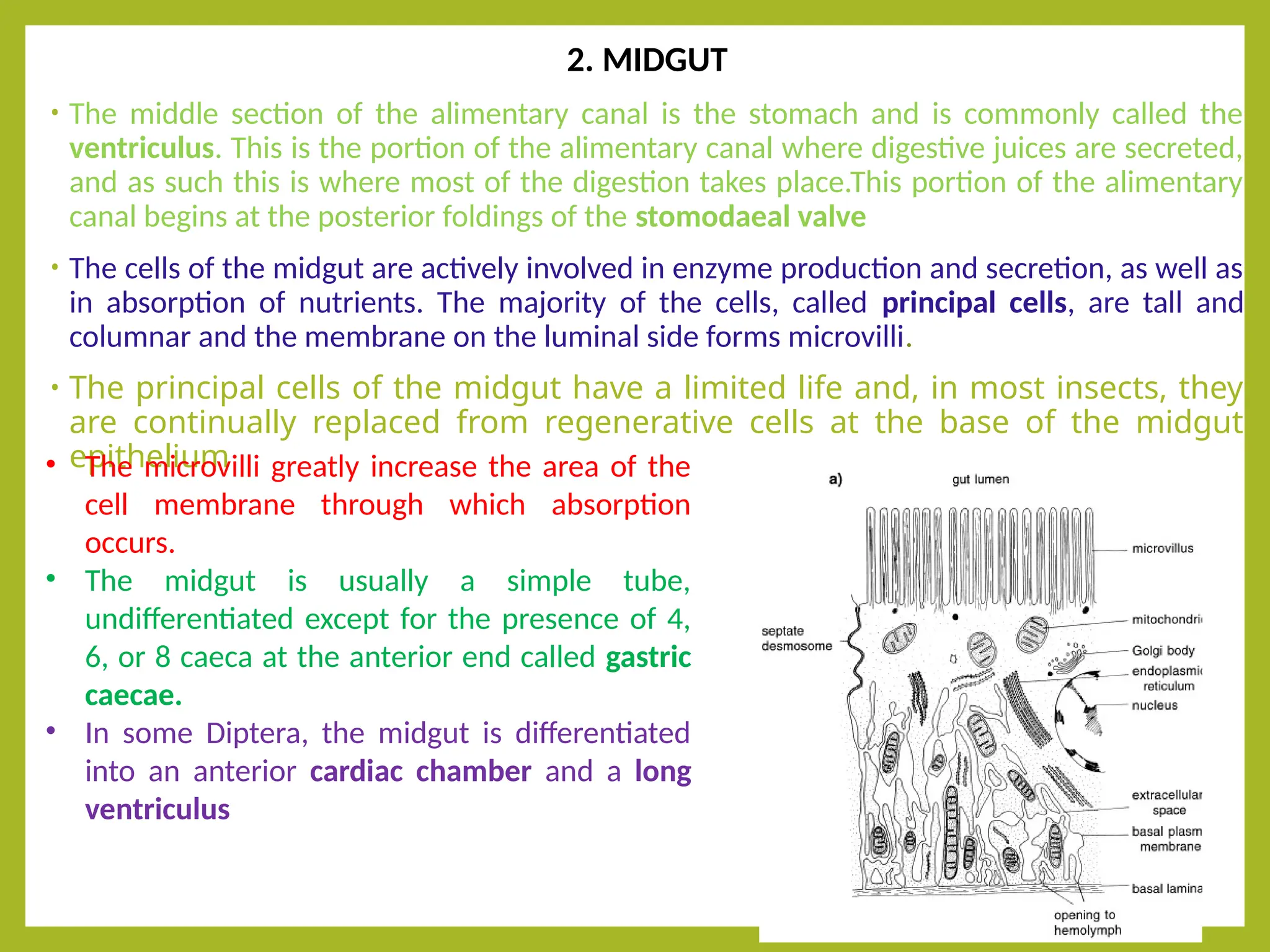 Digestive system of insect include types of digestive organs.pptx