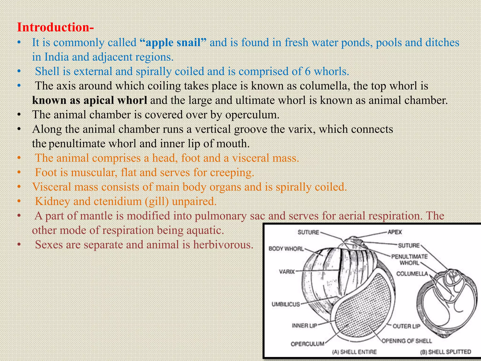 Digestive system of pila | PPTX