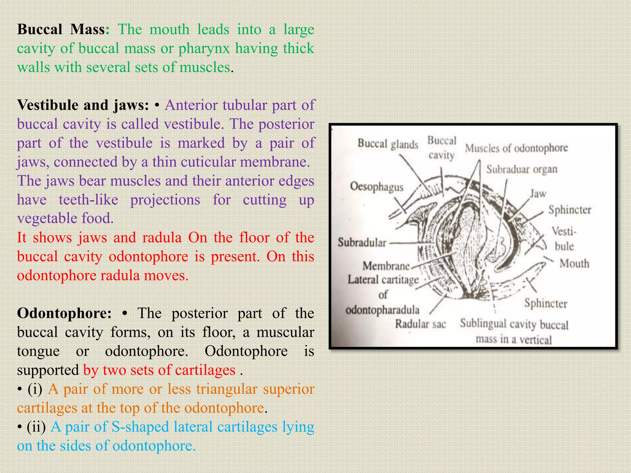 Digestive system of pila | PPTX