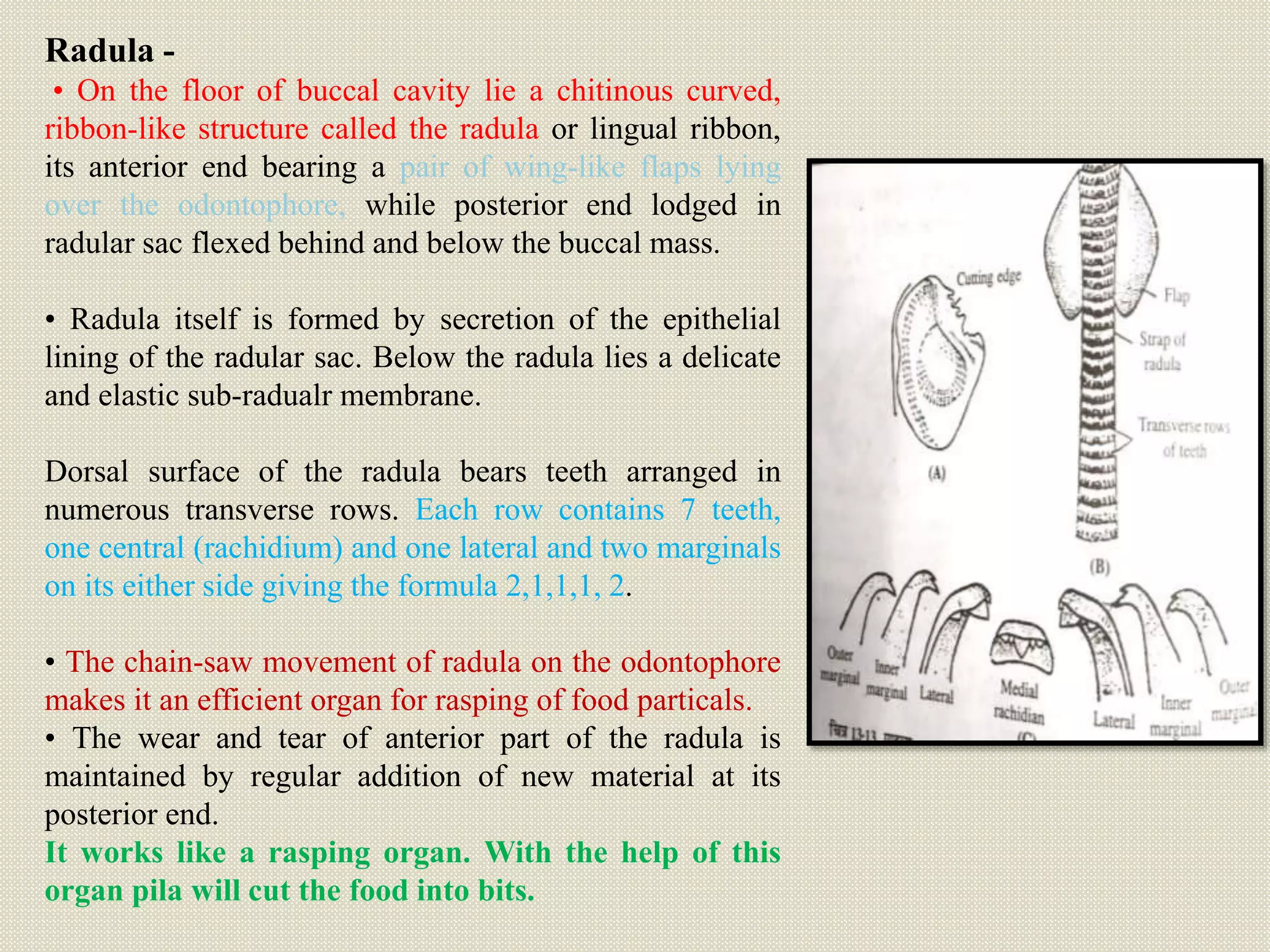 Digestive system of pila | PPTX